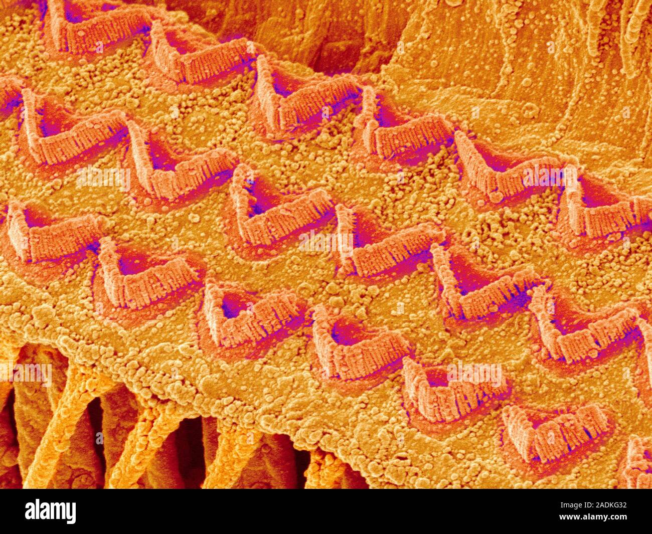 Sensory hair cells in ear. Coloured scanning electron micrograph (SEM ...