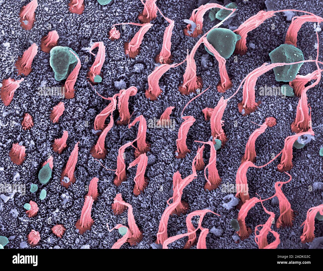 Inner ear sensory cells. Coloured scanning electron micrograph (SEM) of ...