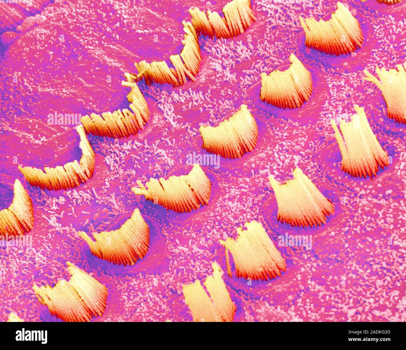 Inner ear hair cells. Coloured scanning electron micrograph (SEM) of ...