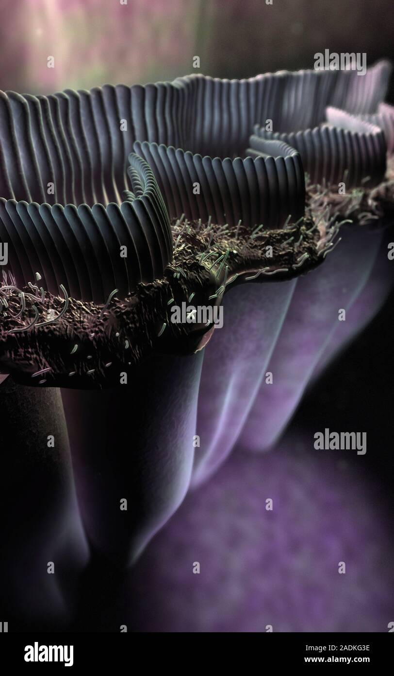 Inner ear hair cells and stereocilia. Computer artwork of the inner ear ...