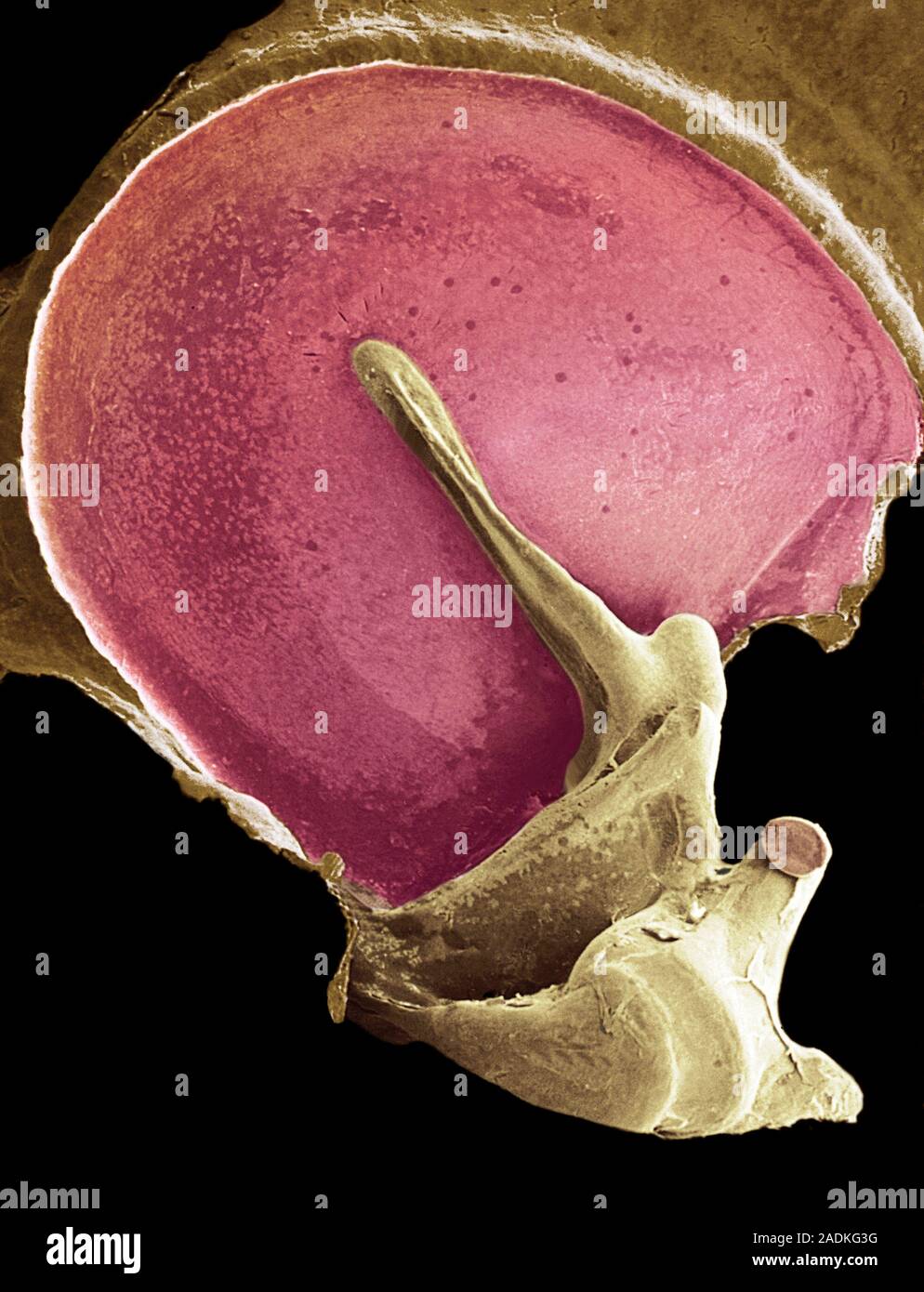 Eardrum. Coloured scanning electron micrograph (SEM) of an eardrum (red ...