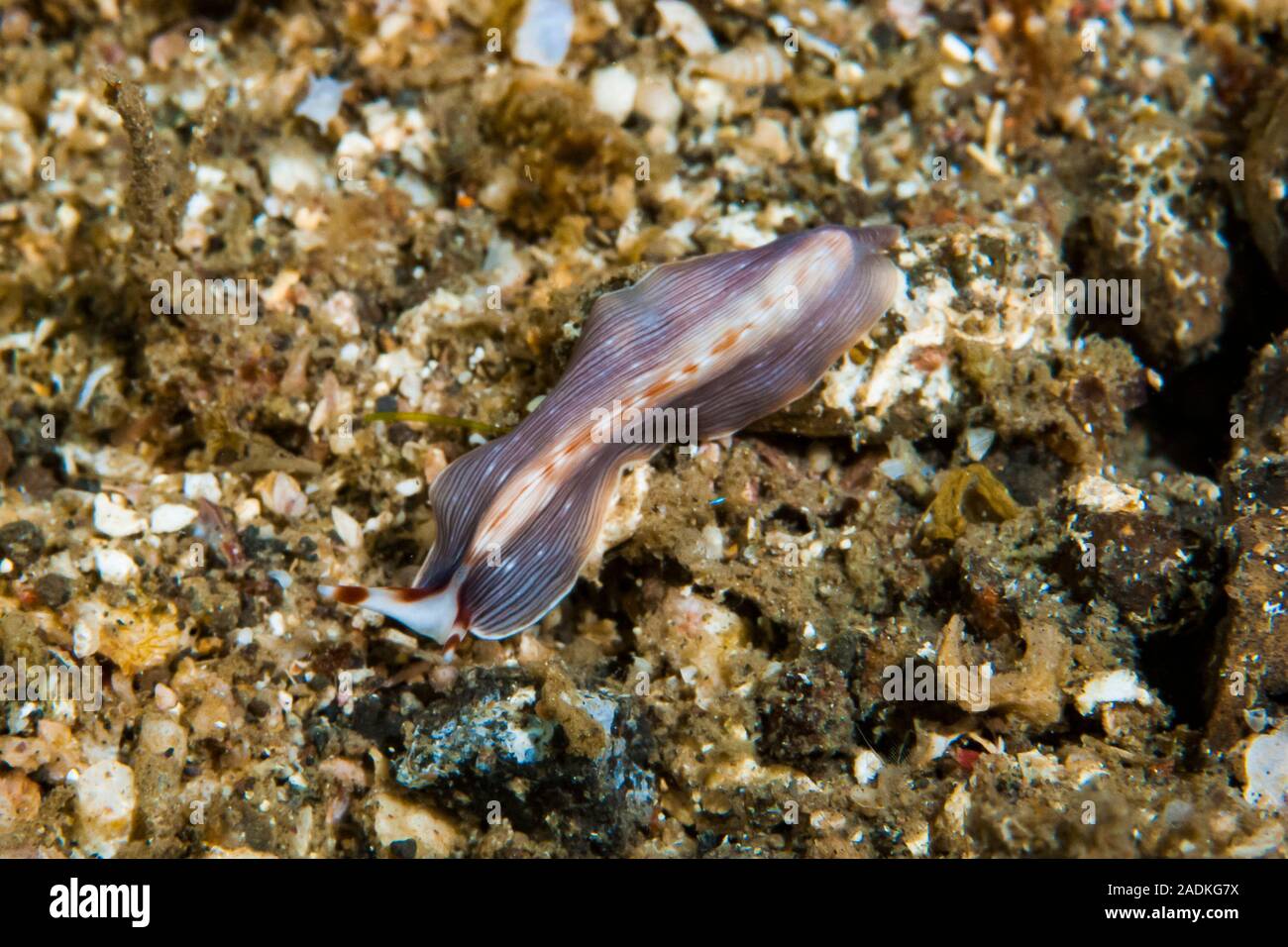 Prostheceraeus sp hi-res stock photography and images - Alamy