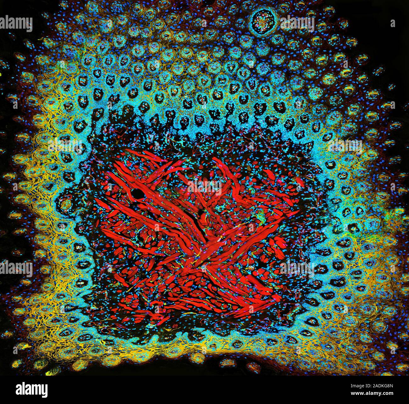 Rat tongue. Confocal light micrograph of an en face section through a ...