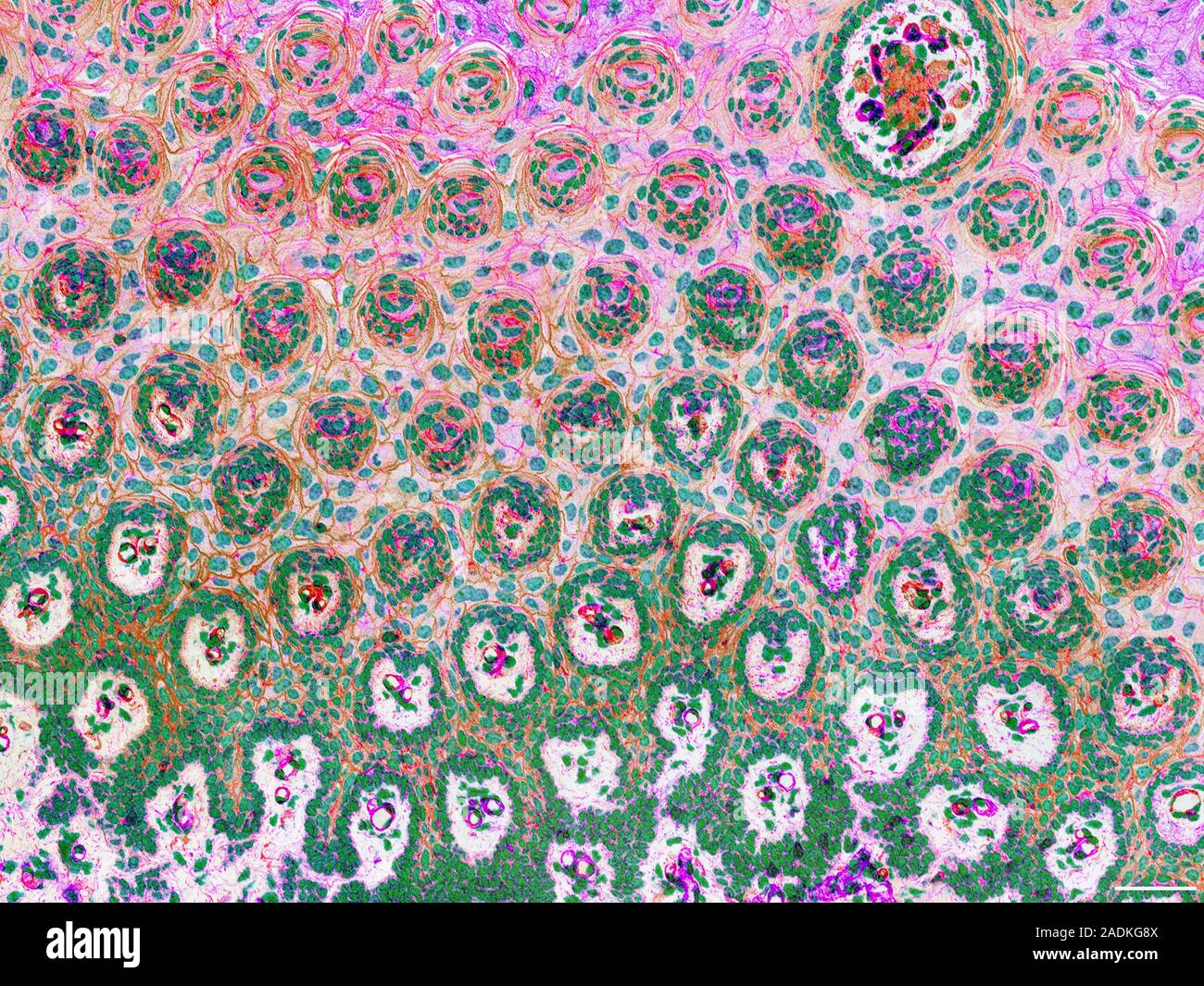 Rat tongue. Confocal light micrograph of an en face section through a ...