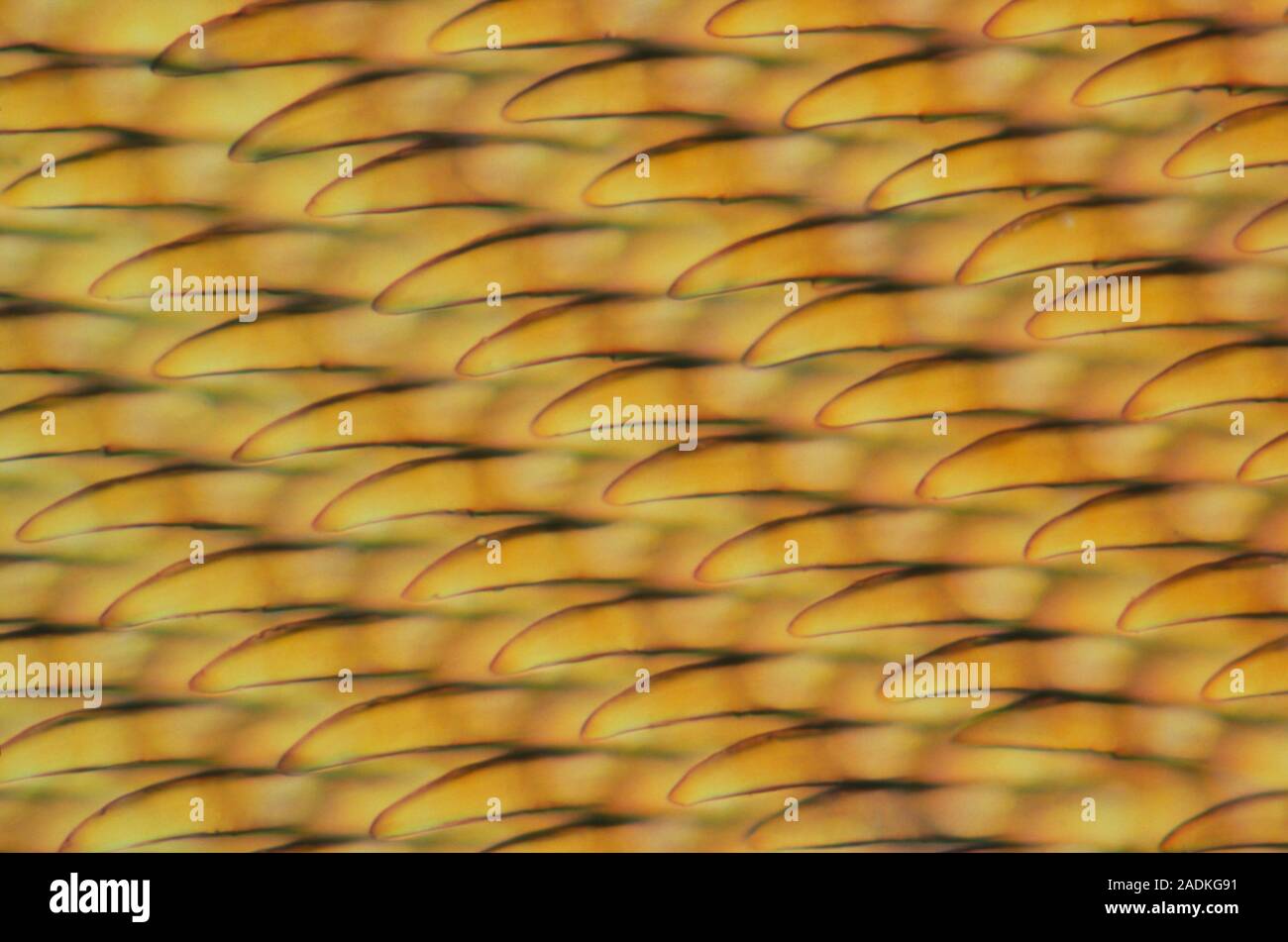 Light micrograph in interference contrast illumination of the radula of ...