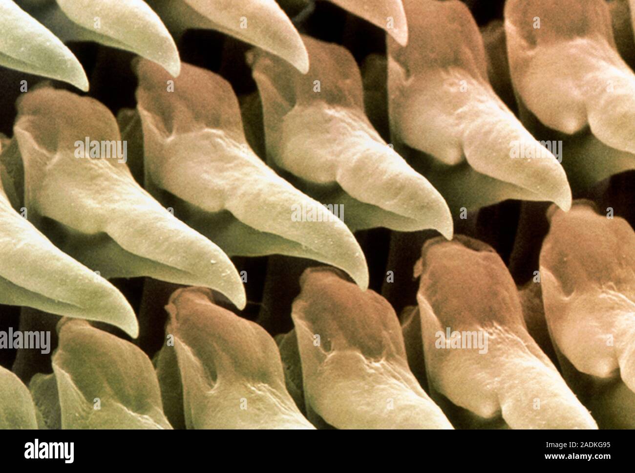 Radula. Coloured Scanning Electron Micrograph of the radula of the ...