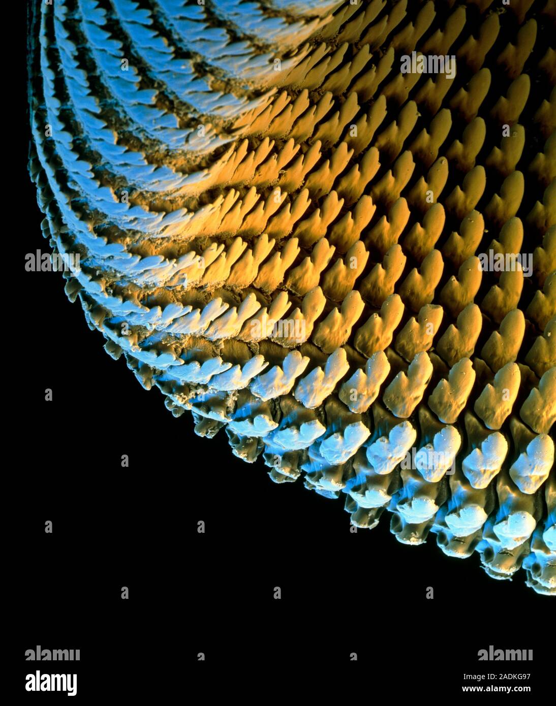 Slug radula. Coloured scanning electron micrograph (SEM) of the surface ...