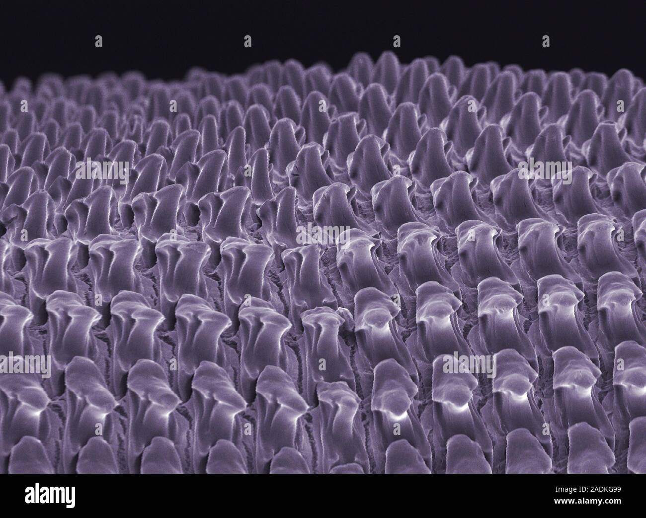 Snail radula. Coloured scanning electron micrograph (SEM) of the ...