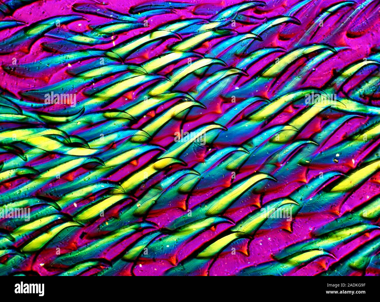 Mollusc radula. Light micrograph of a snail (Lathina rotundata) radula ...