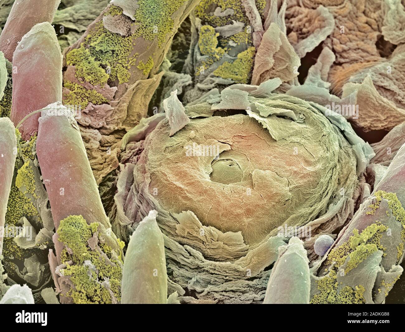 Taste bud. Coloured scanning electron micrograph (SEM) of a taste bud ...
