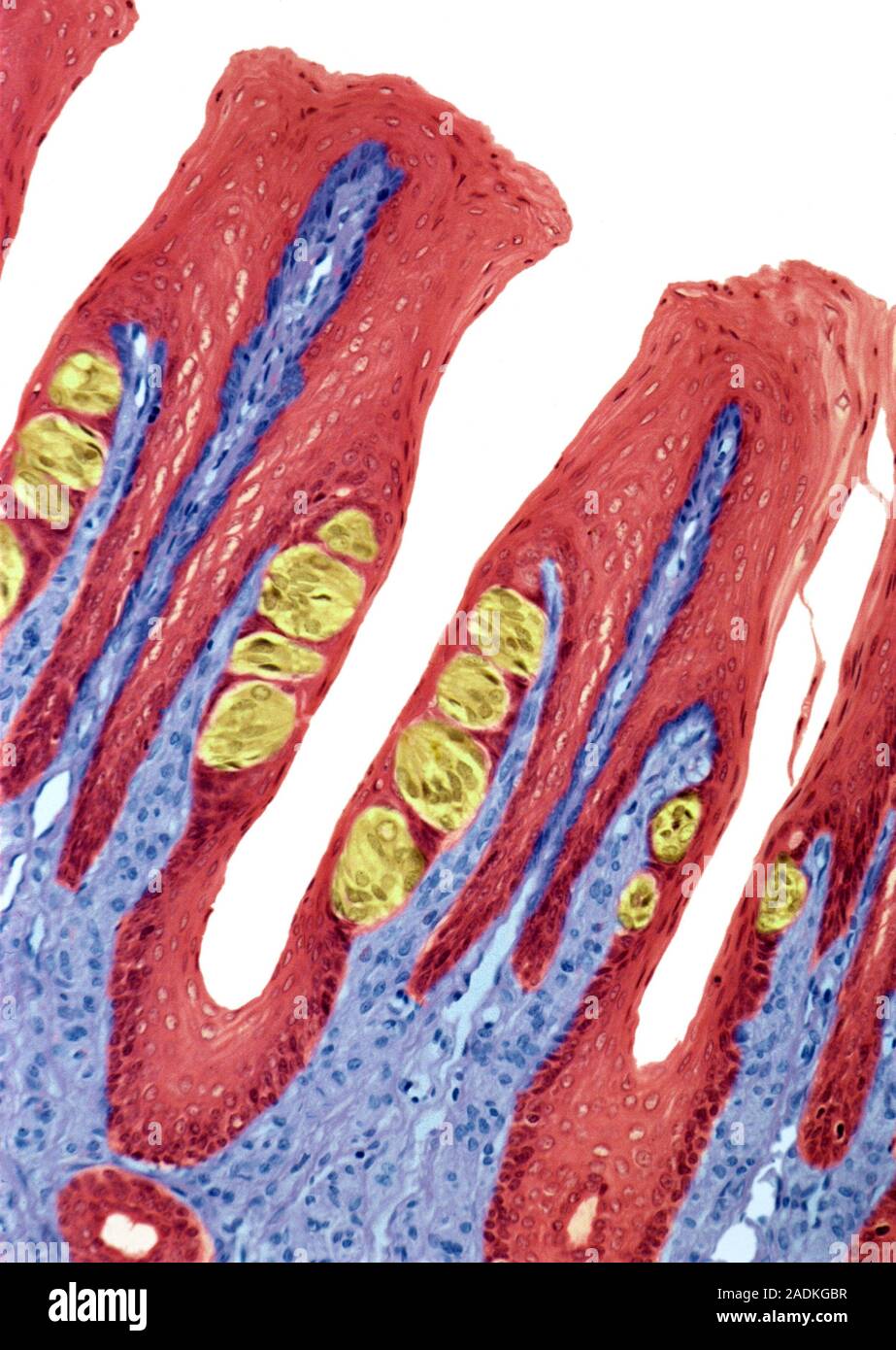 Taste buds. Coloured light micrograph of a section through the tongue ...