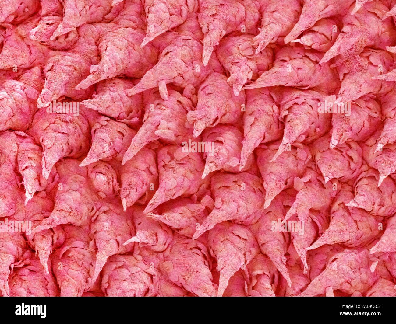 Rabbit tongue's surface, coloured scanning electron micrograph (SEM ...