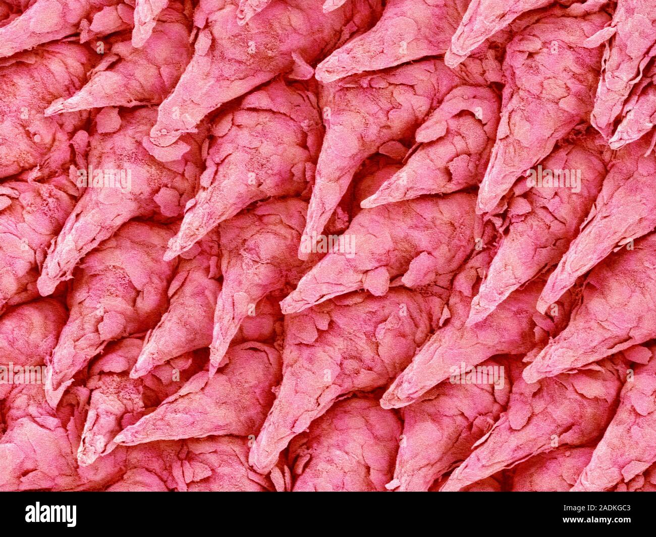 Rabbit tongue's surface, coloured scanning electron micrograph (SEM ...