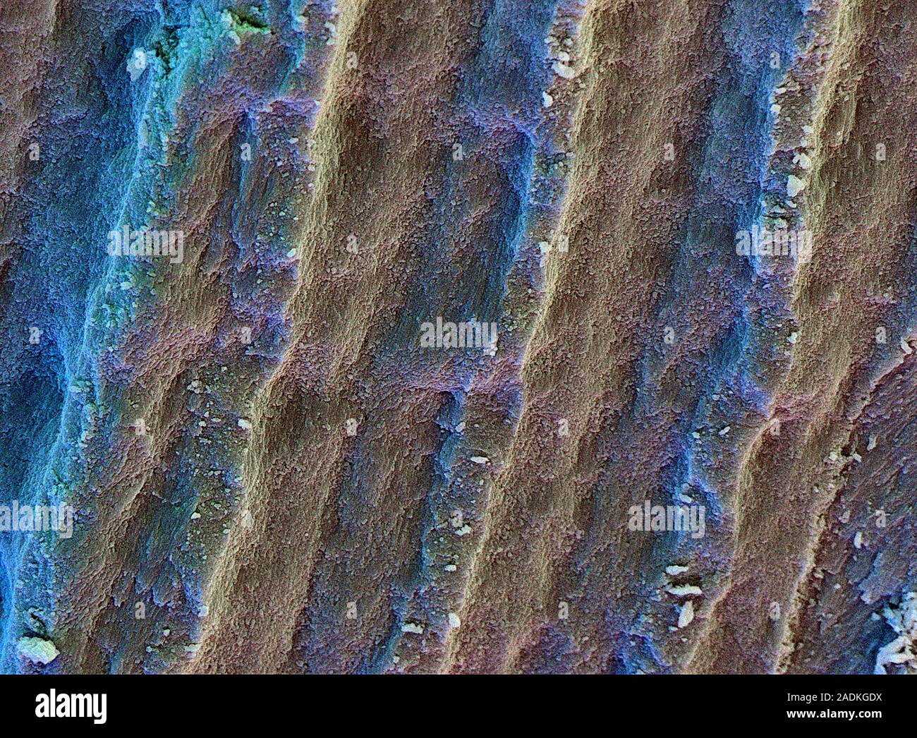 Tooth enamel. Coloured scanning electron micrograph (SEM) of enamel ...