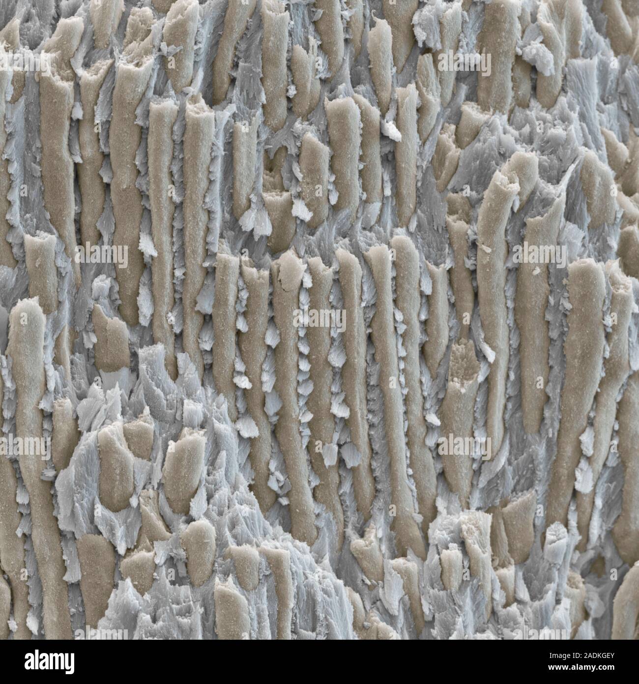 Tooth enamel. Coloured scanning electron micrograph (SEM) of a section ...