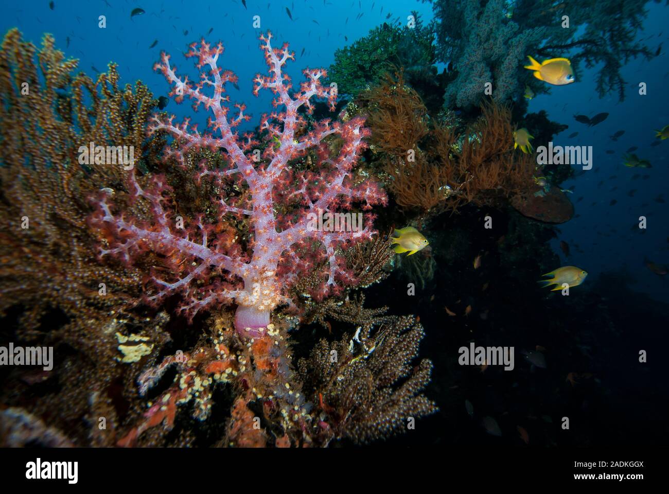 Underwater Tropical Coral Reef Stock Photo - Alamy