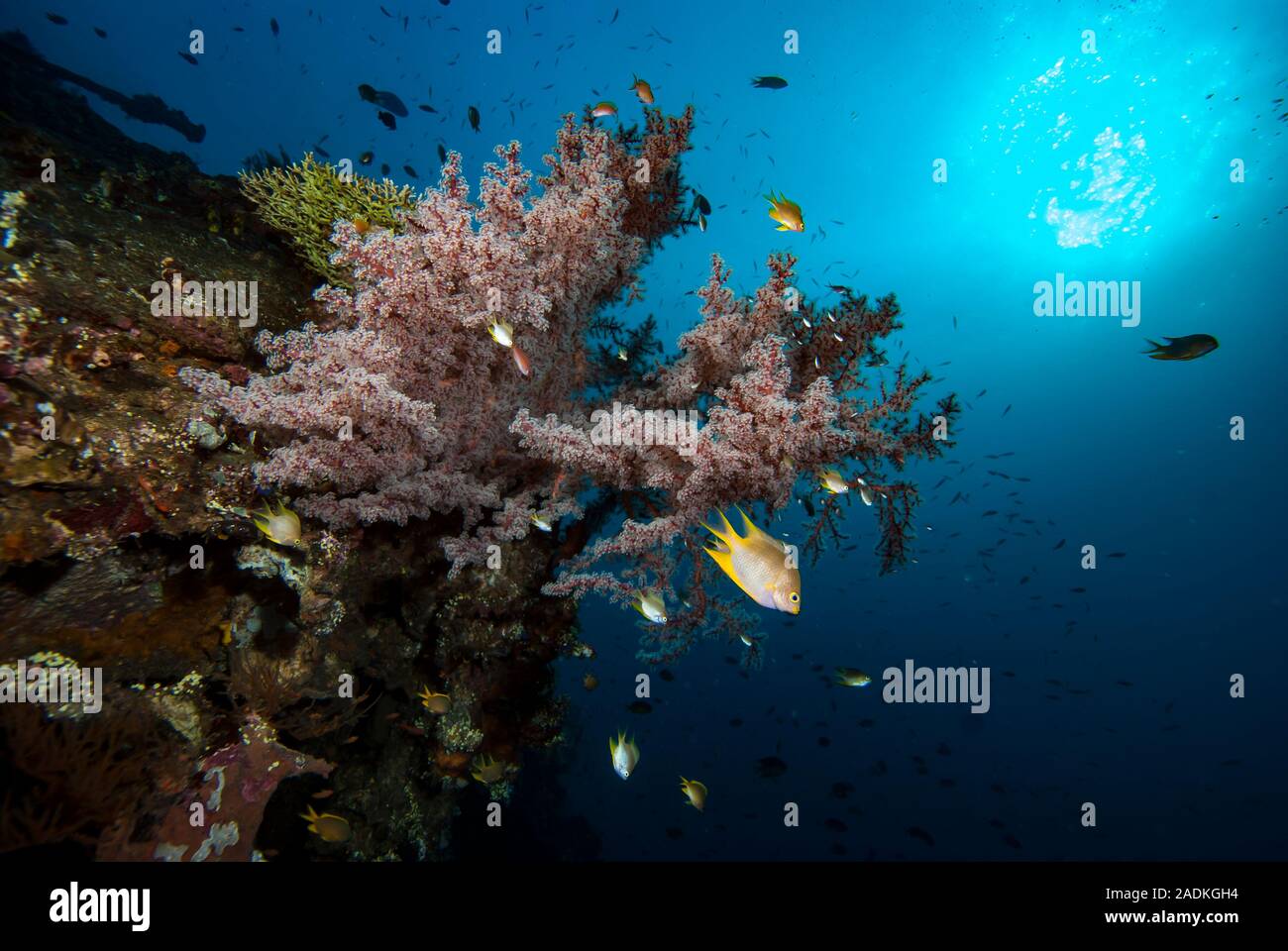 Underwater color explosion hi-res stock photography and images - Alamy