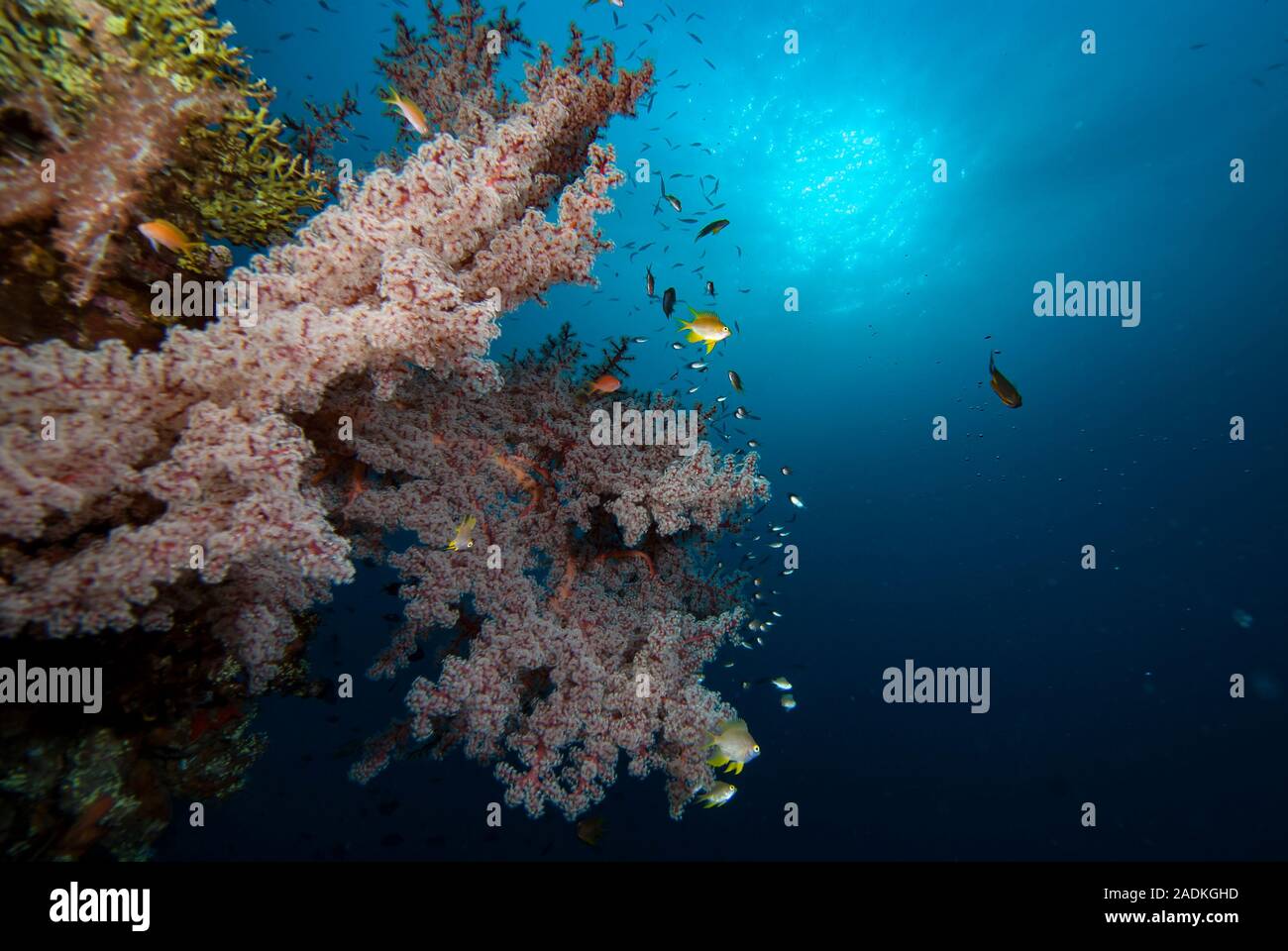 Underwater color explosion hi-res stock photography and images - Alamy