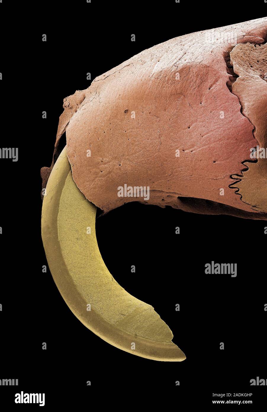 Mouse incisor. Coloured scanning electron micrograph (SEM) of a mouse ...