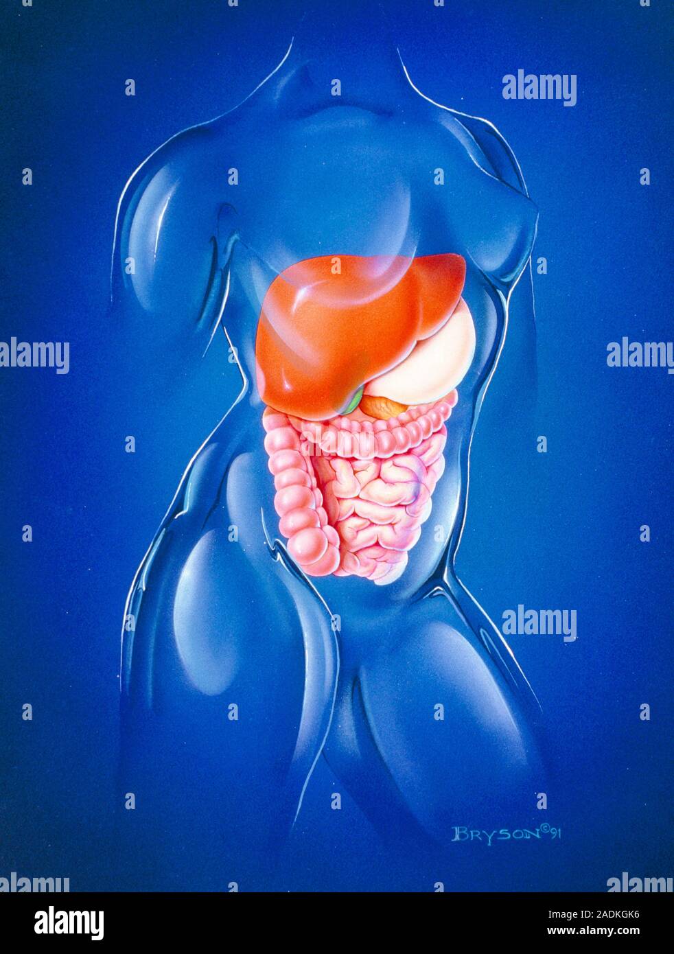 Digestive system. Artwork of organs forming the digestive system. The ...