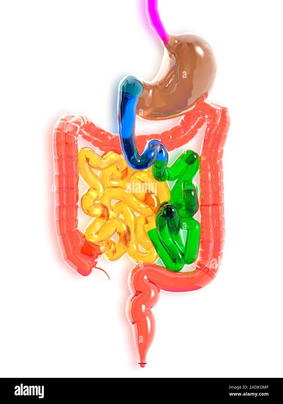 Digestive system, computer artwork. After chewing, food passes down the ...
