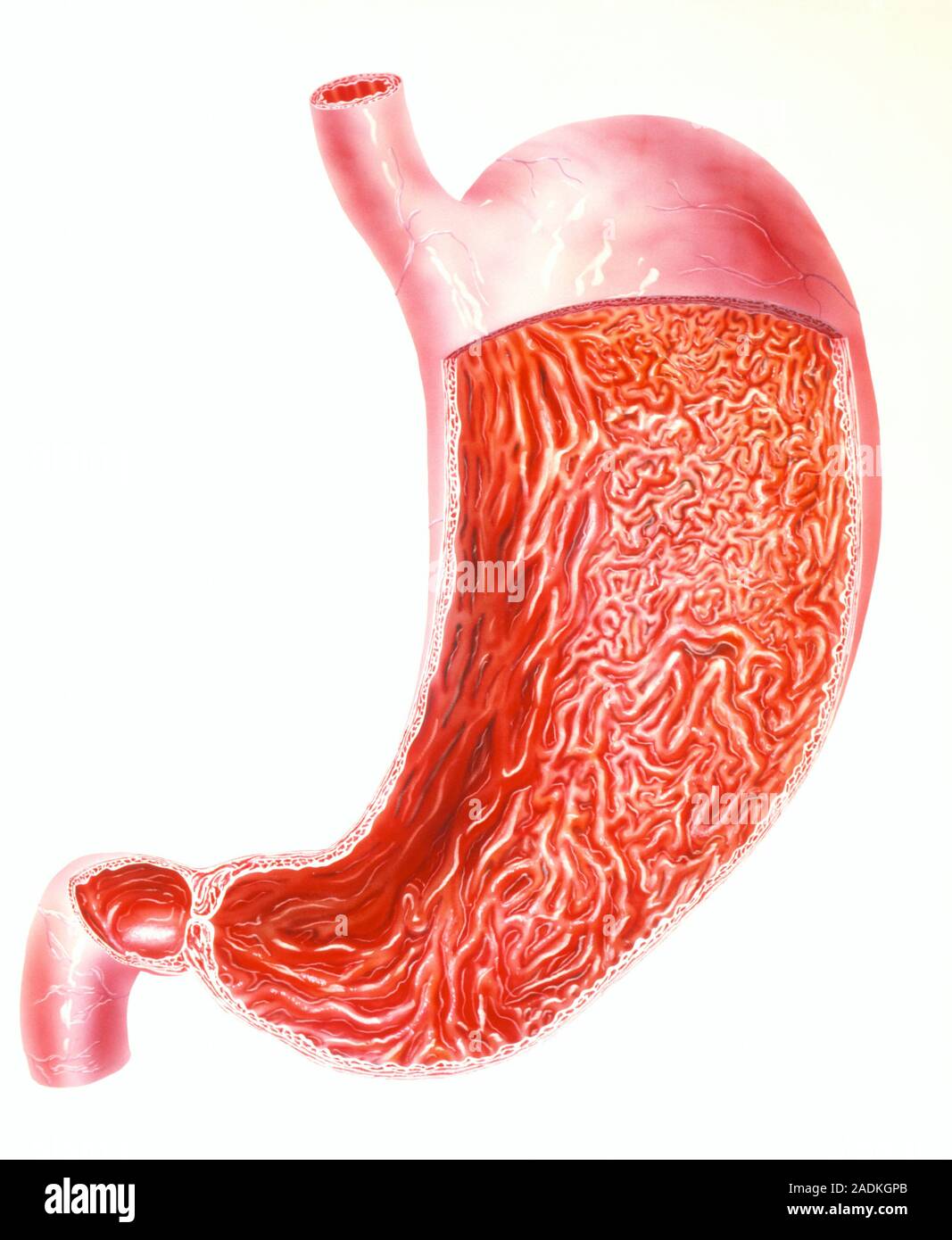 Inside Stomach Diagram