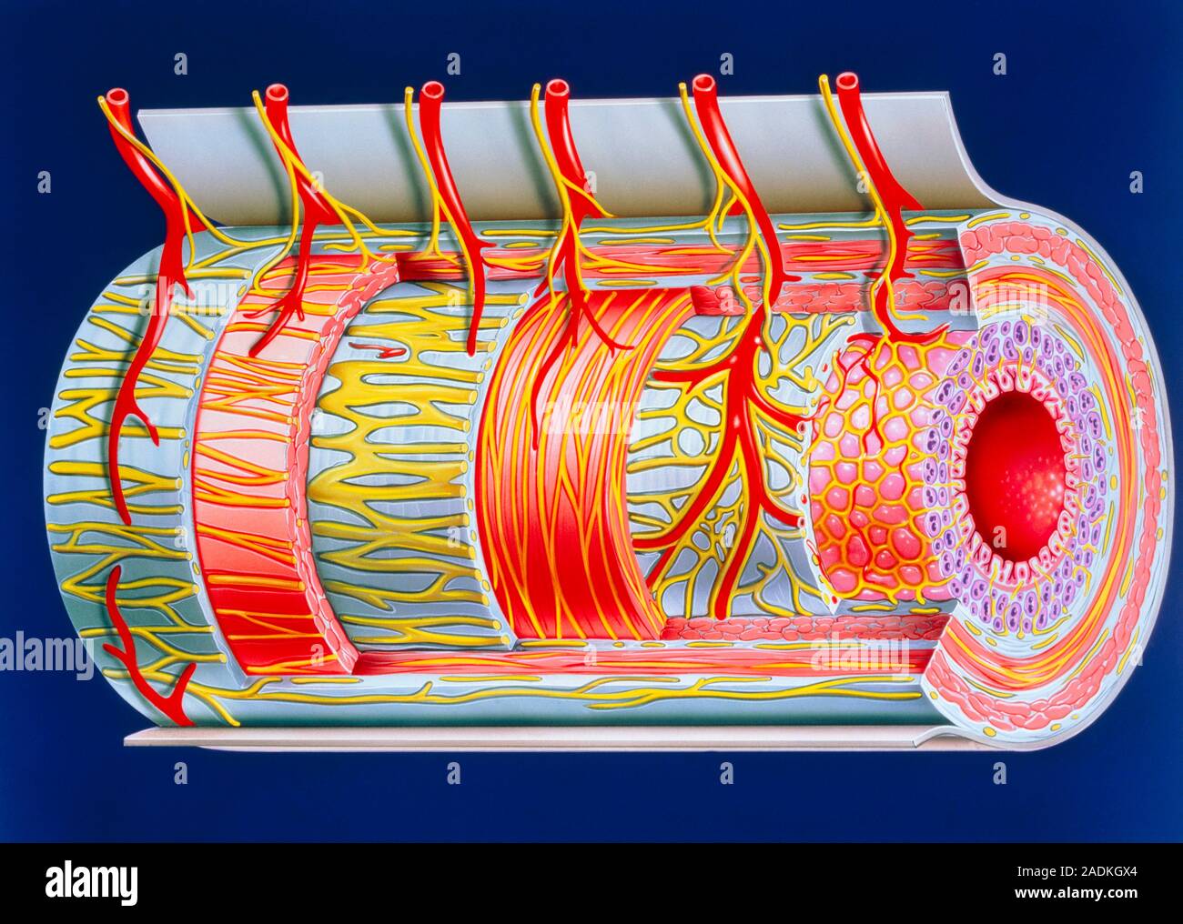 Illustration of the muscle layers and blood supply of the small ...