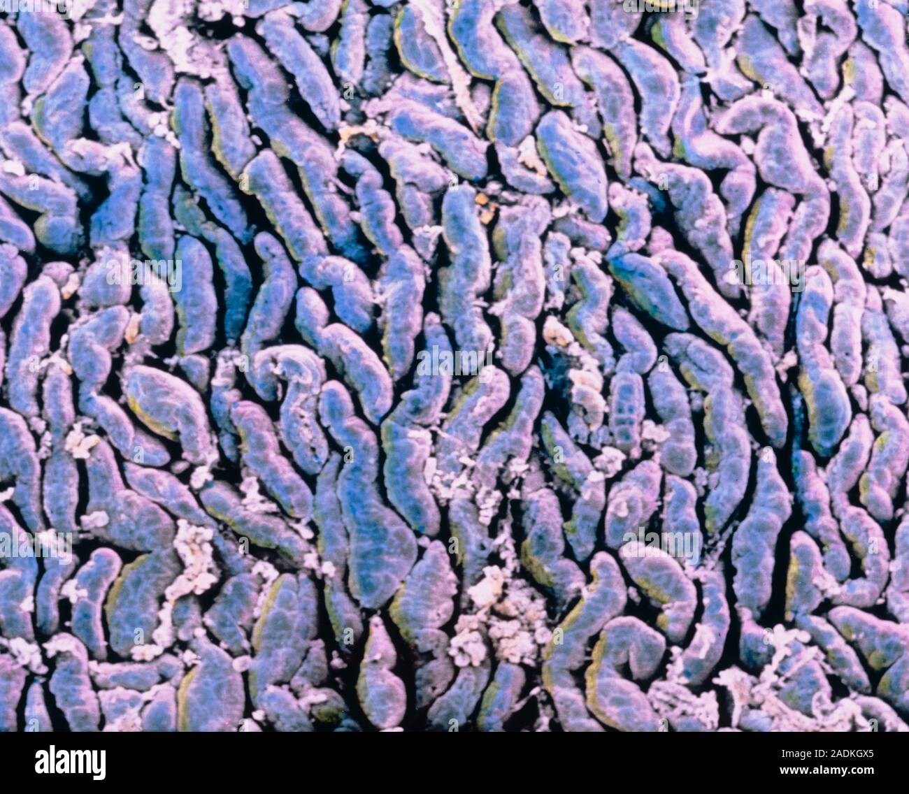 False Colour Scanning Electron Micrograph Sem Of The Interior Of The