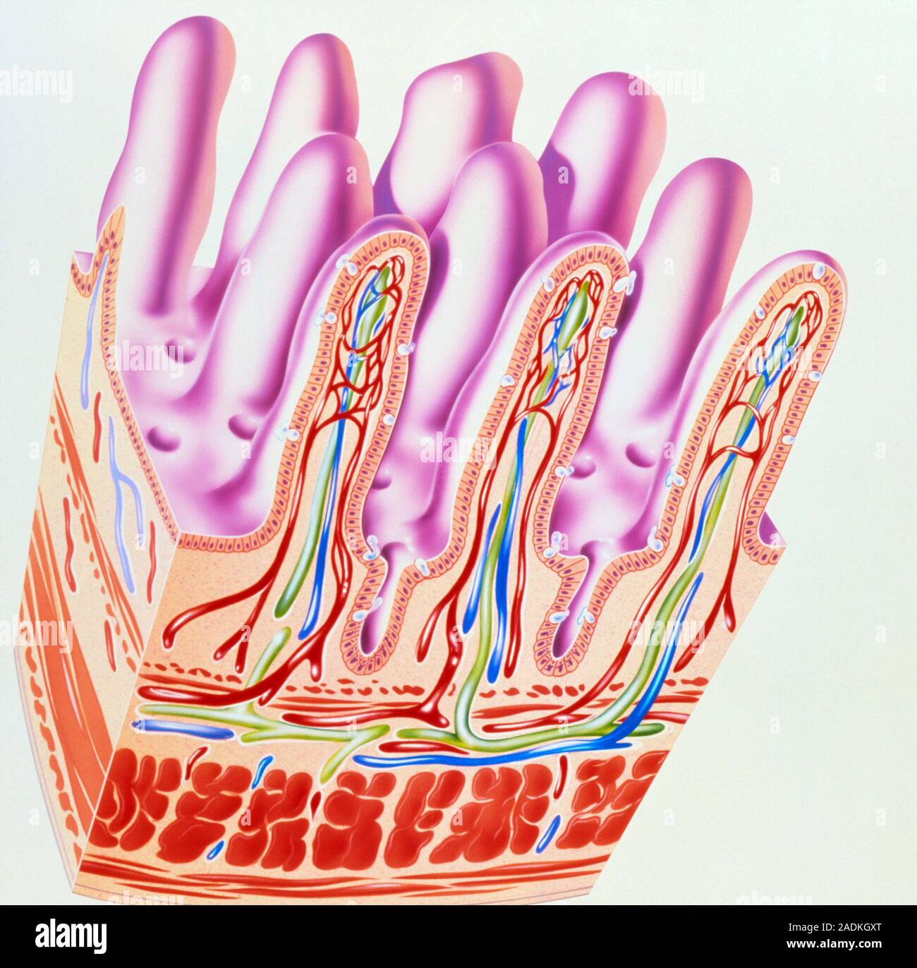 Small intesine villi. Illustration of the finger- like villi that line ...