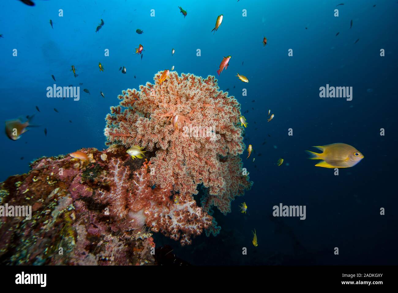 Underwater Tropical Coral Reef Stock Photo - Alamy