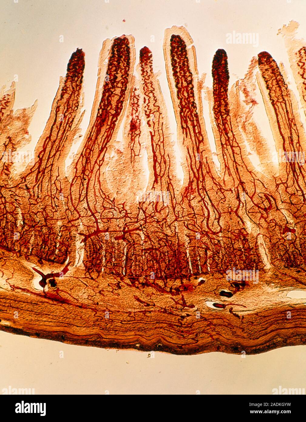 What Substance Is Absorbed Into The Blood Capillaries Of The Intestinal ...