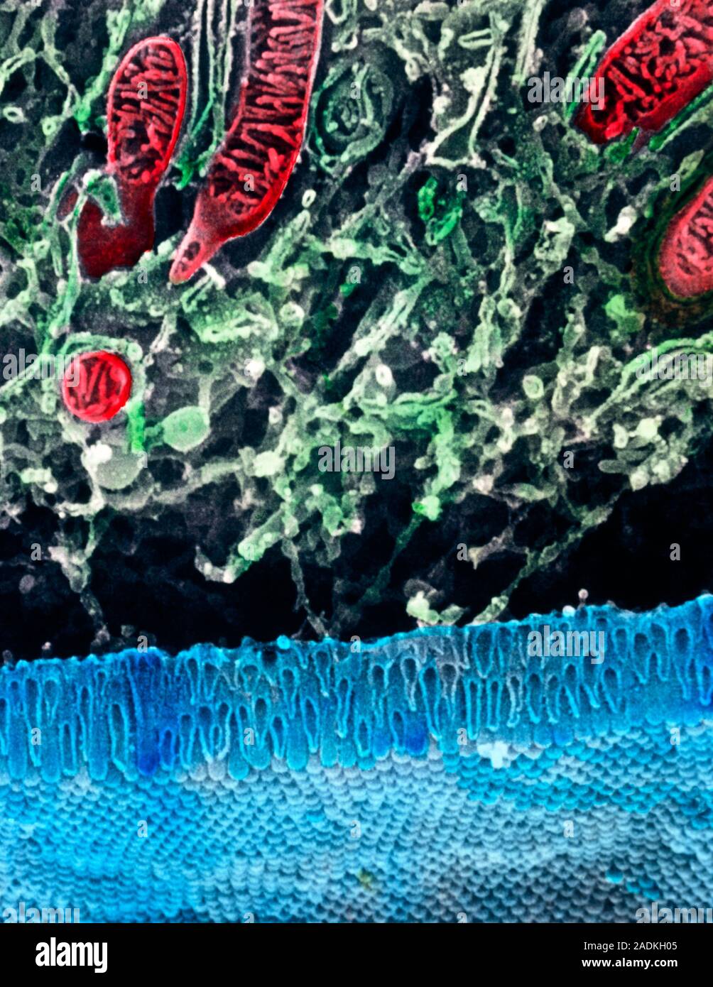 Intestinal cell. Coloured high resolution scanning electron micrograph ...