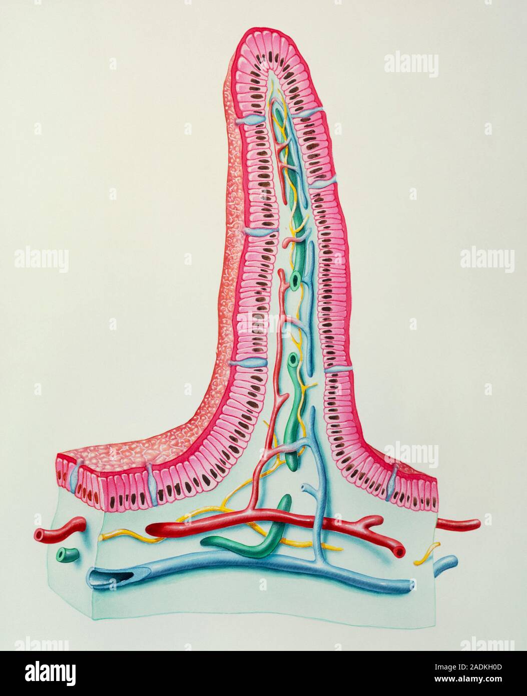 Intestinal villus. Cutaway illustration of an intestinal villus. Villi ...
