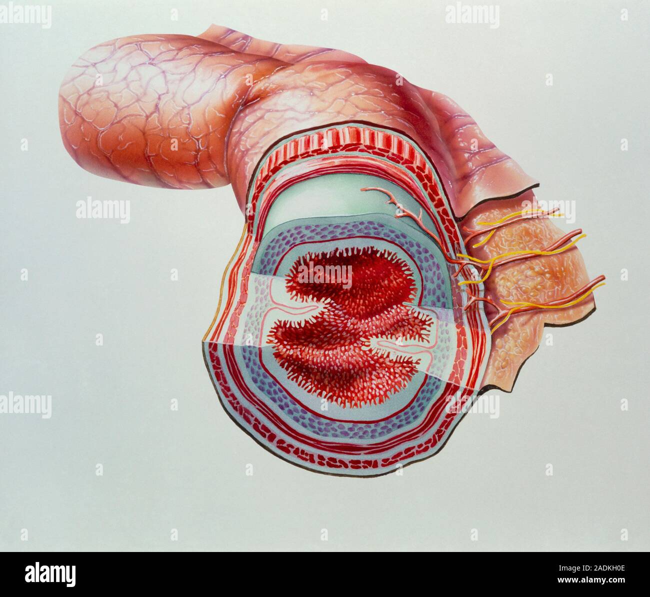 Small intestine. Cutaway illustration of the layers of the small ...