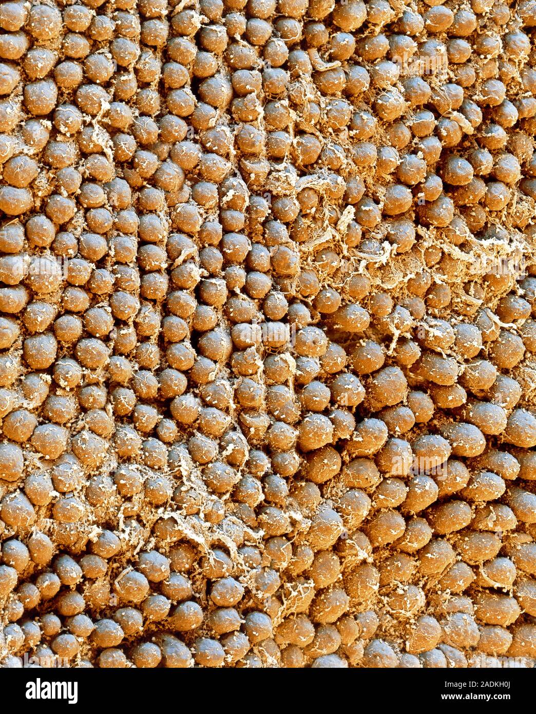 Small intestine. Coloured scanning electron micrograph (SEM) showing ...