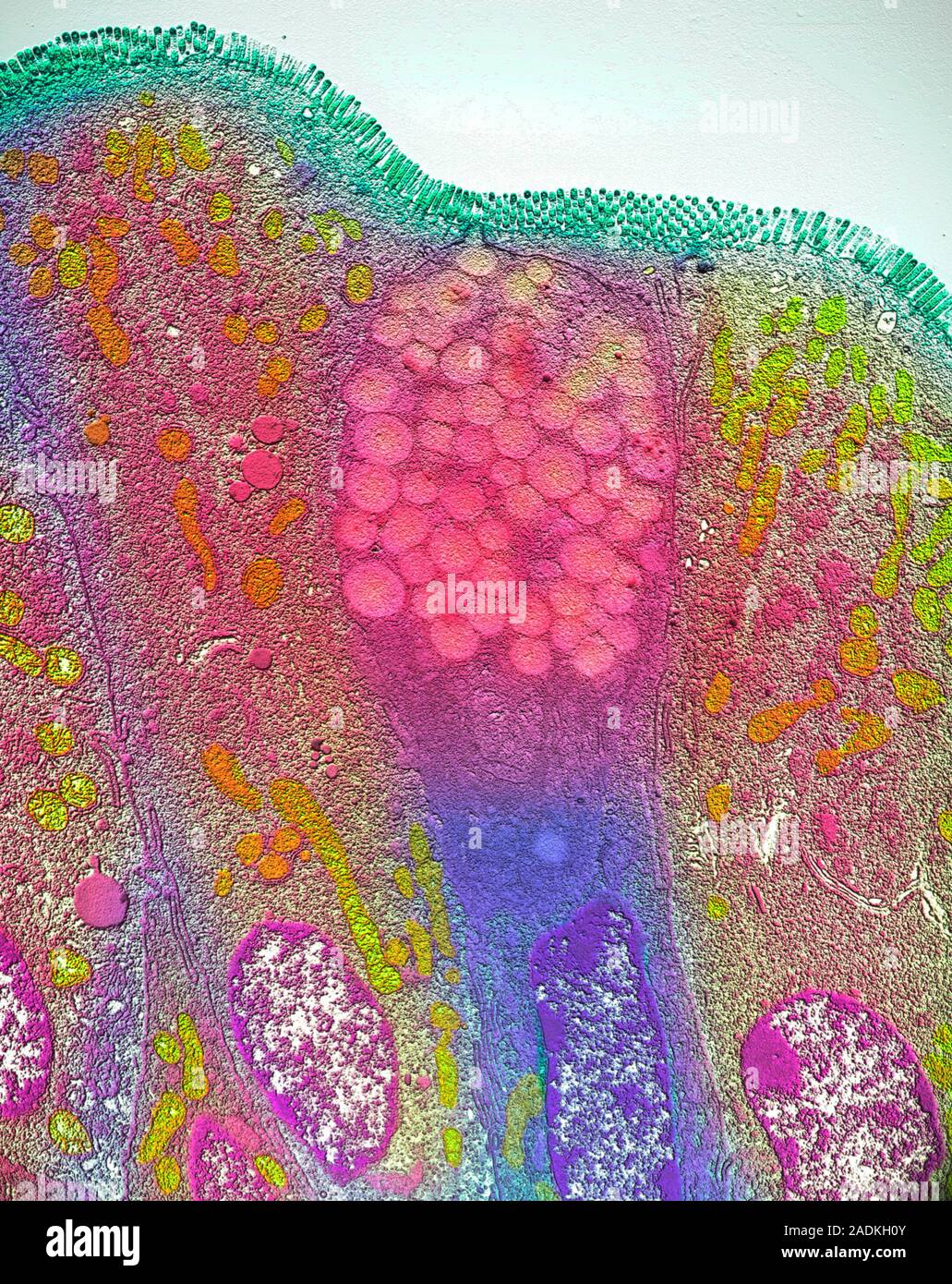 Goblet and secretory cells. Coloured transmission electron micrograph ...