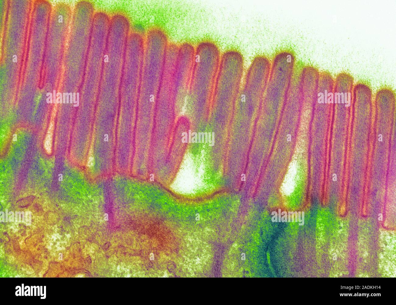Microvilli in duodenum. Coloured transmission electron micrograph (TEM ...