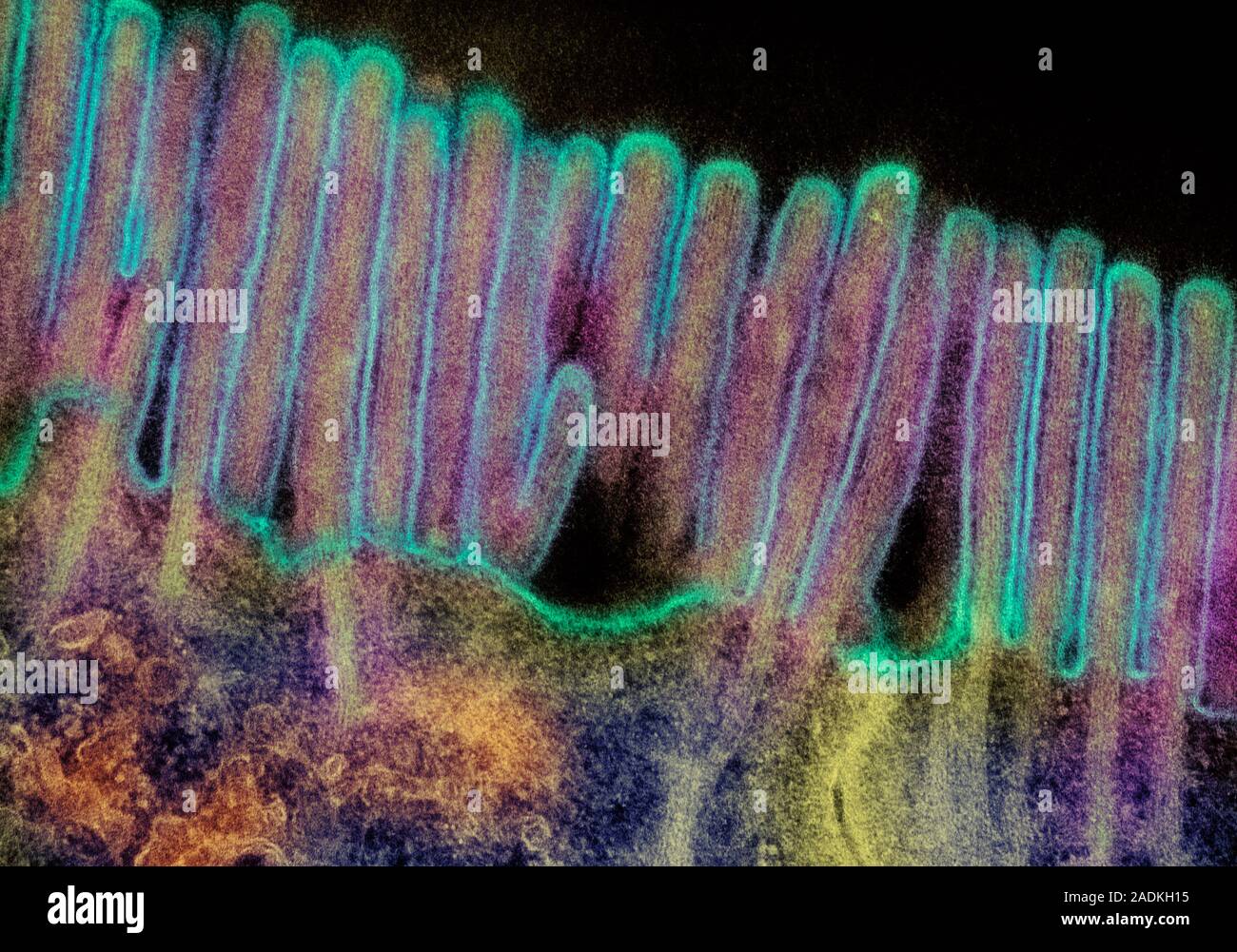 Microvilli in duodenum. Coloured transmission electron micrograph (TEM ...
