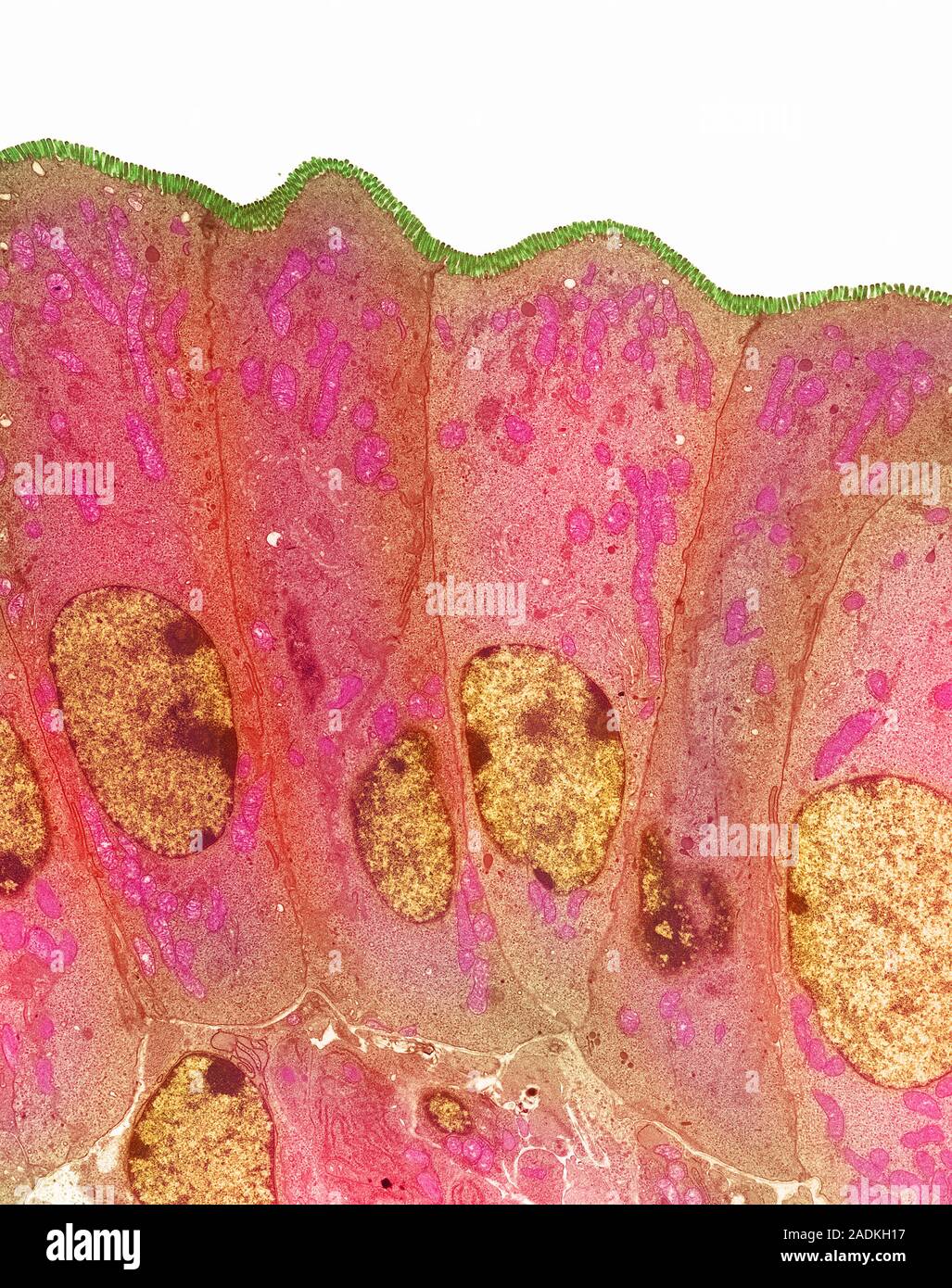 Duodenum secretory cells. Coloured transmission electron micrograph ...