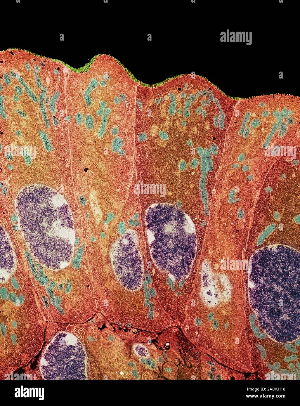 Duodenum secretory cells. Coloured transmission electron micrograph ...
