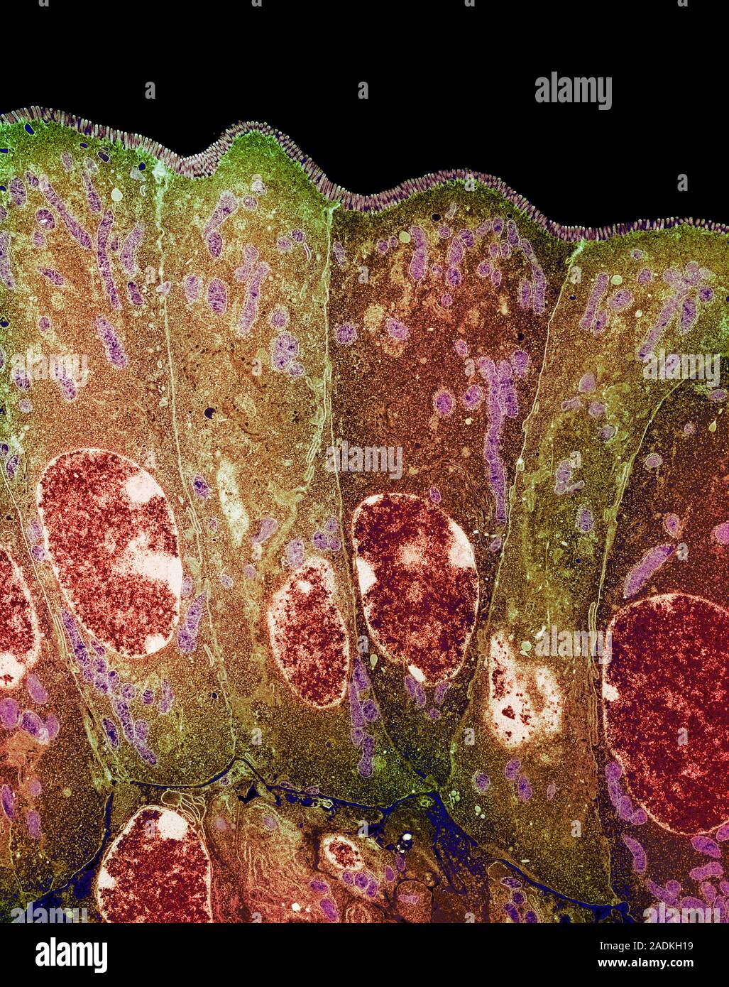 Duodenum secretory cells. Coloured transmission electron micrograph ...