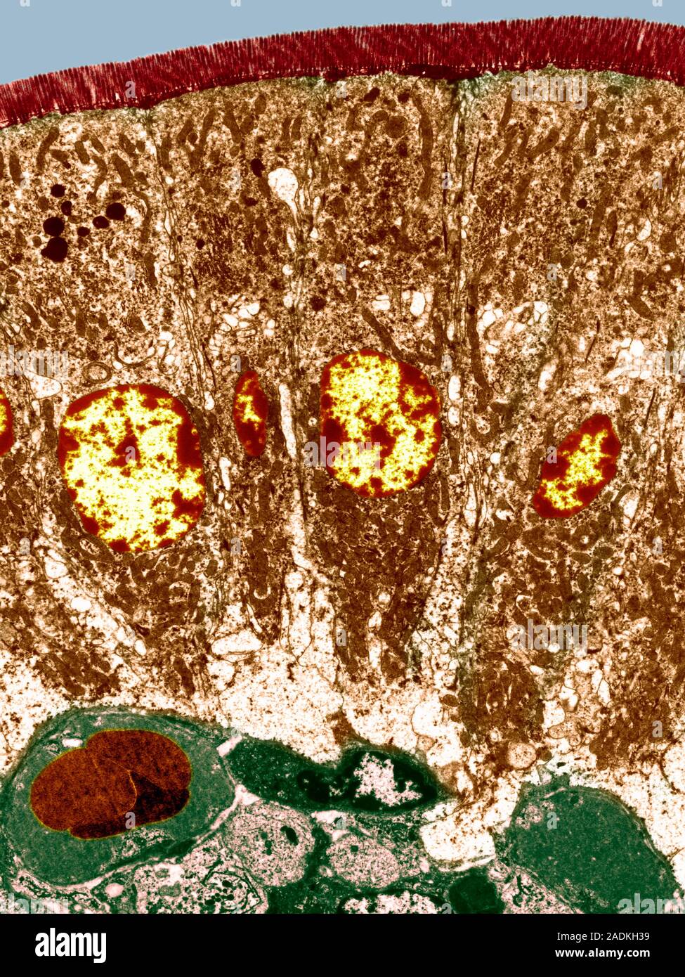 Small intestine. Coloured transmission electron micrograph (TEM) of a ...
