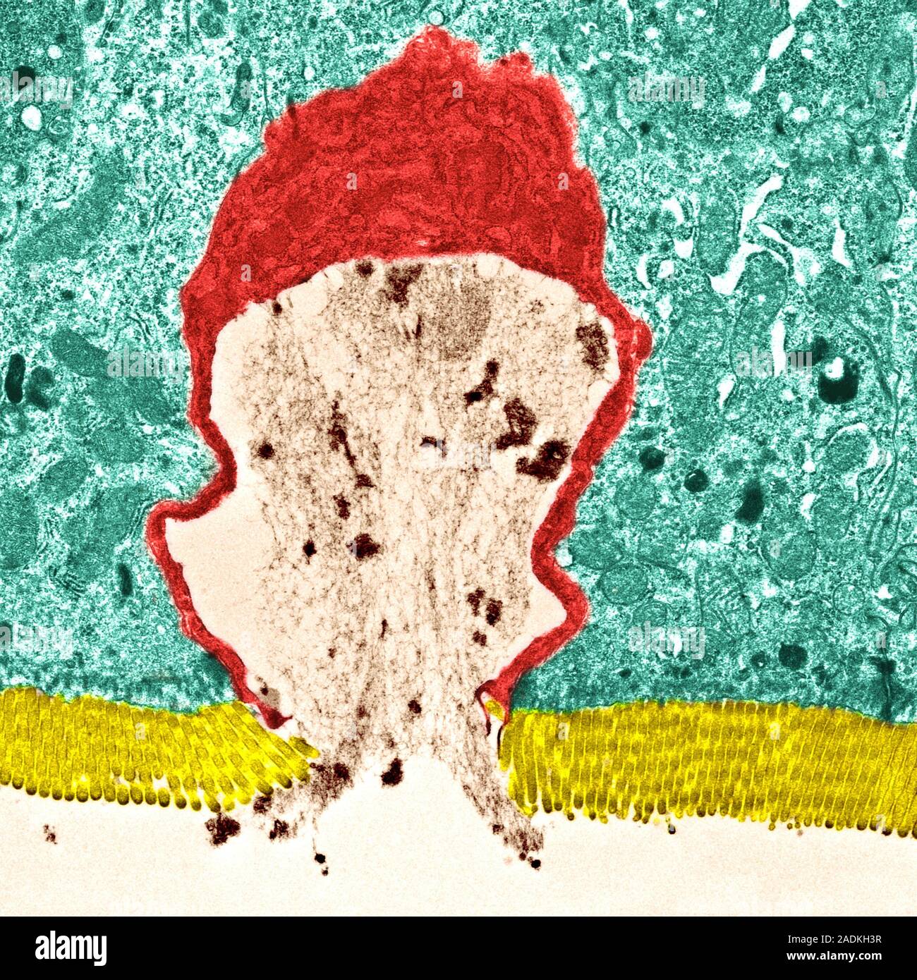 Goblet cell. Coloured transmission electron micrograph (TEM) of a ...