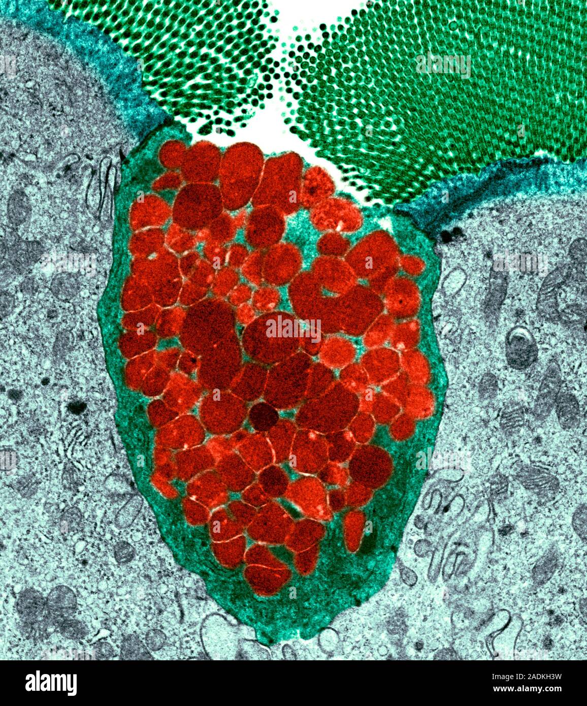 Goblet cell. Coloured transmission electron micrograph (TEM) of a ...