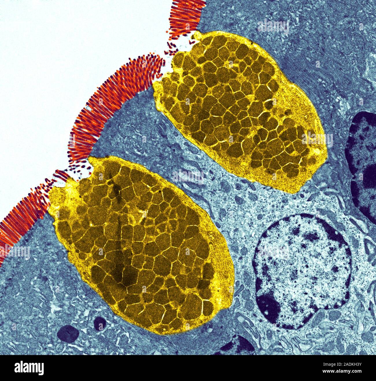 Goblet cells. Coloured transmission electron micrograph (TEM) of a ...