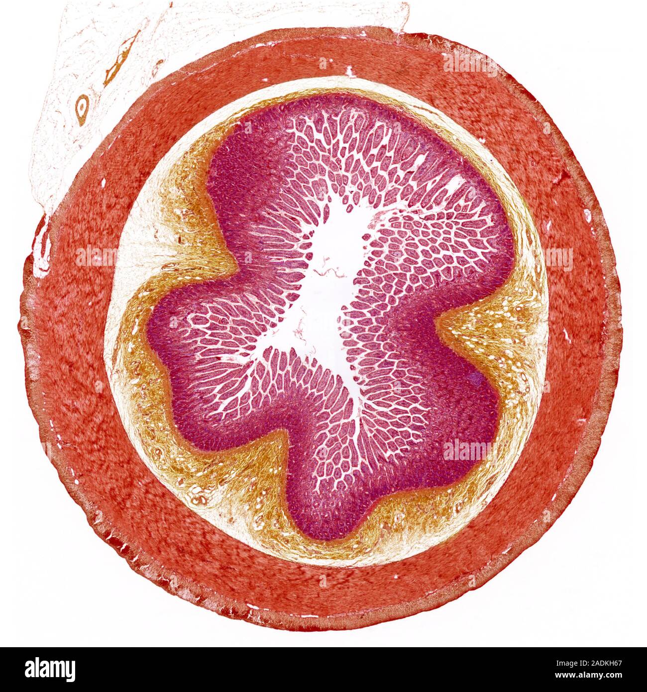 Small intestine. Light micrograph of a section through the entire width ...