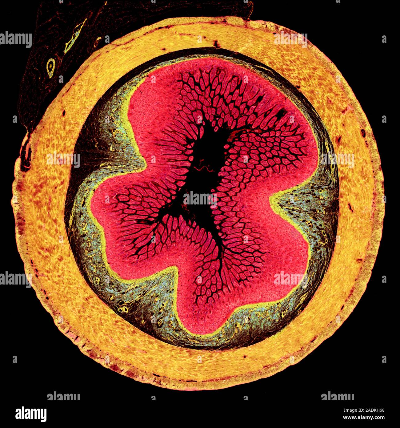 Small intestine. Light micrograph of a section through the entire width ...