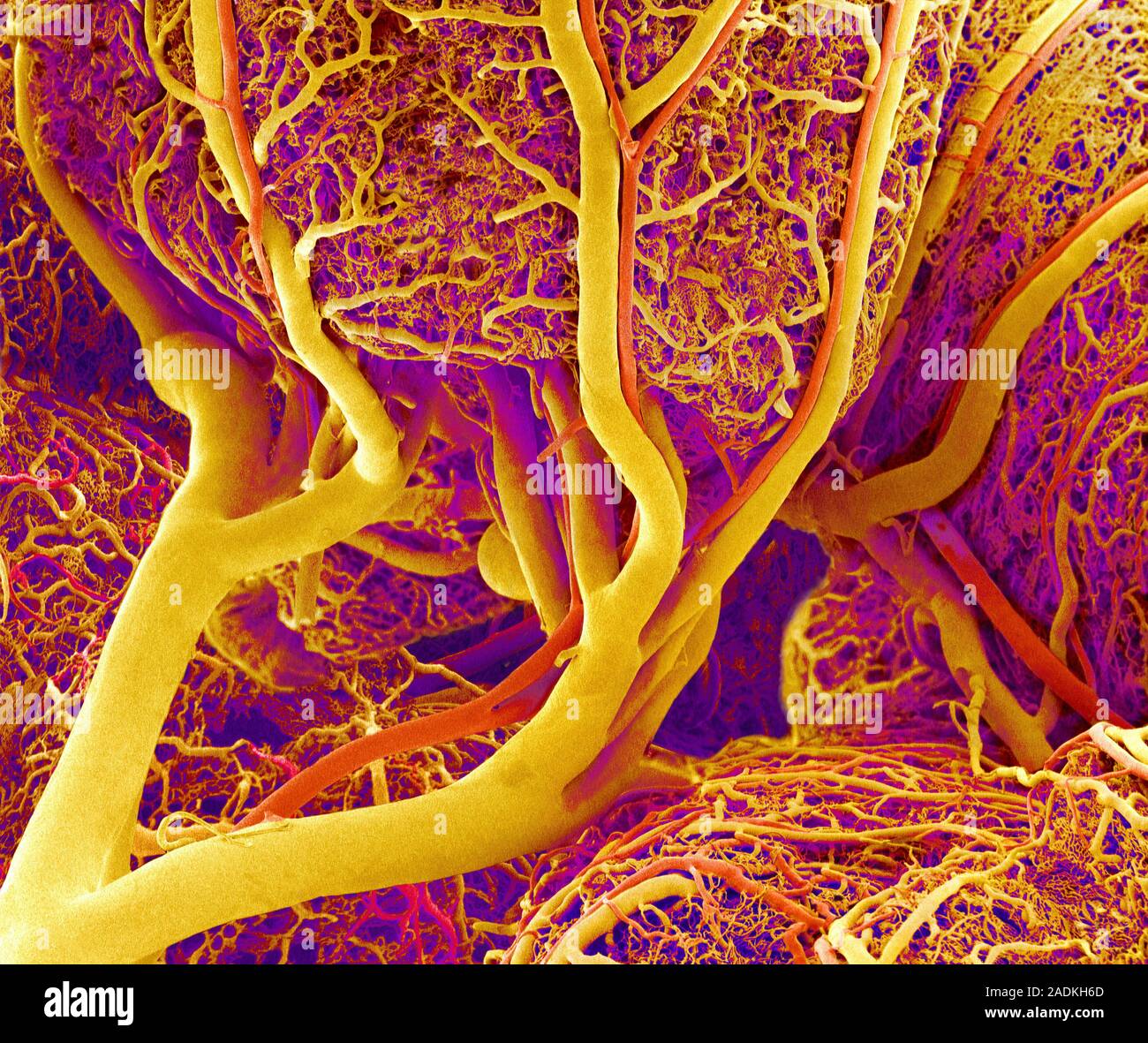 Small intestine blood vessels. Coloured scanning electron micrograph ...