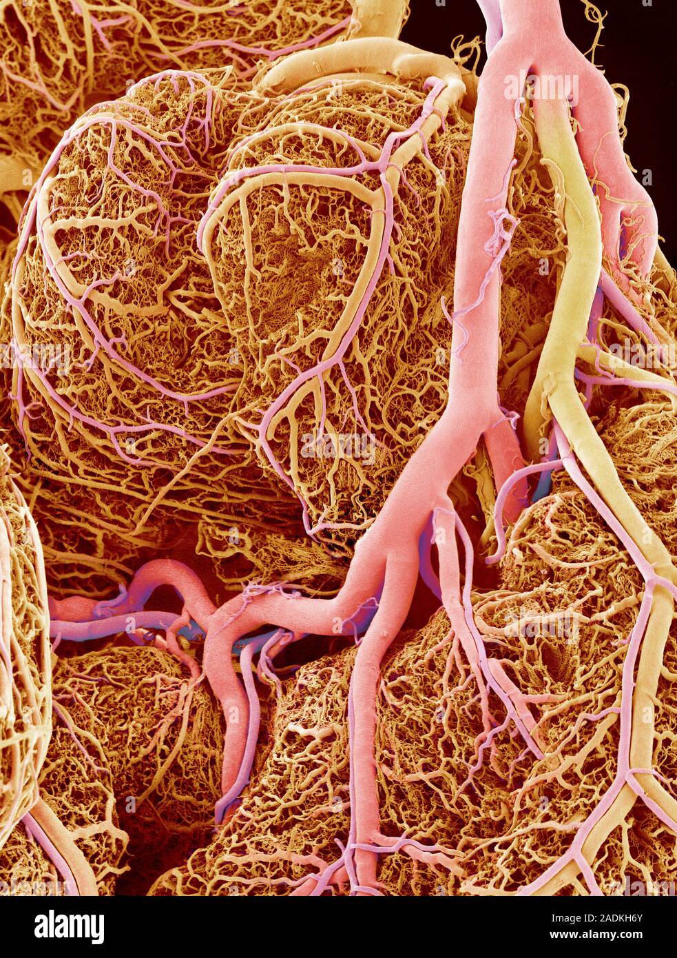 Small intestine blood vessels. Coloured scanning electron micrograph ...