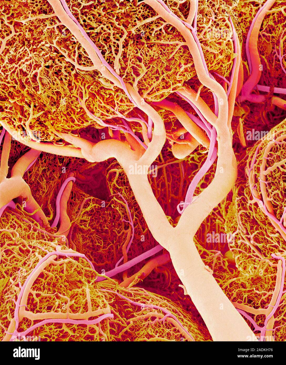 Small intestine blood vessels. Coloured scanning electron micrograph ...